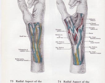 Vintage Medical Diagram Hand Wrist Colored Drawing Dissection Muscles ...