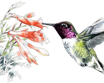 Popular items for annas hummingbird on Etsy