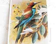 Popular items for bee eater bird on Etsy