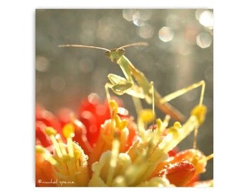 Walking Stick Praying Mantis Beetle Insects Seba Entomology