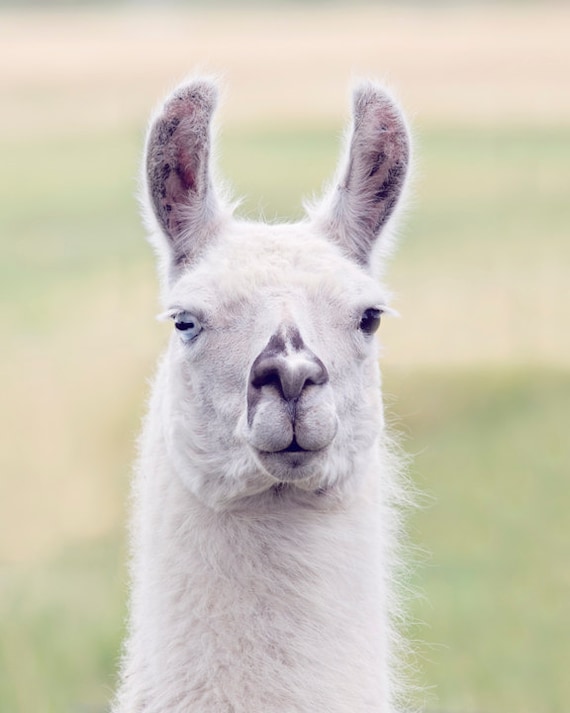 White Llama Photograph Nursery Wall Art Pastel Colors
