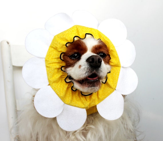 DIY Pet Costume Ideas | POPSUGAR Smart Living