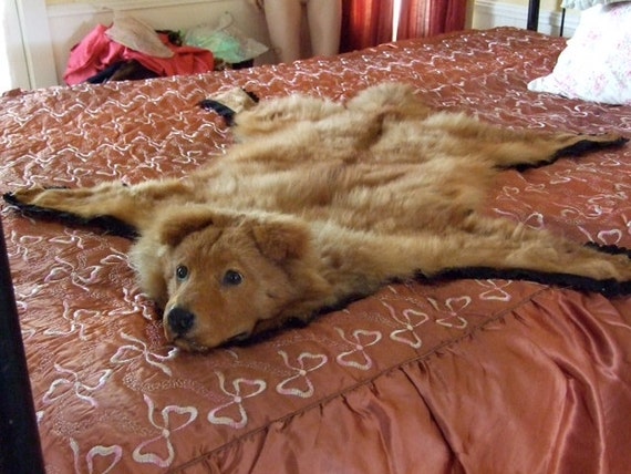 RARE Vintage Taxidermy PET DOG Rug