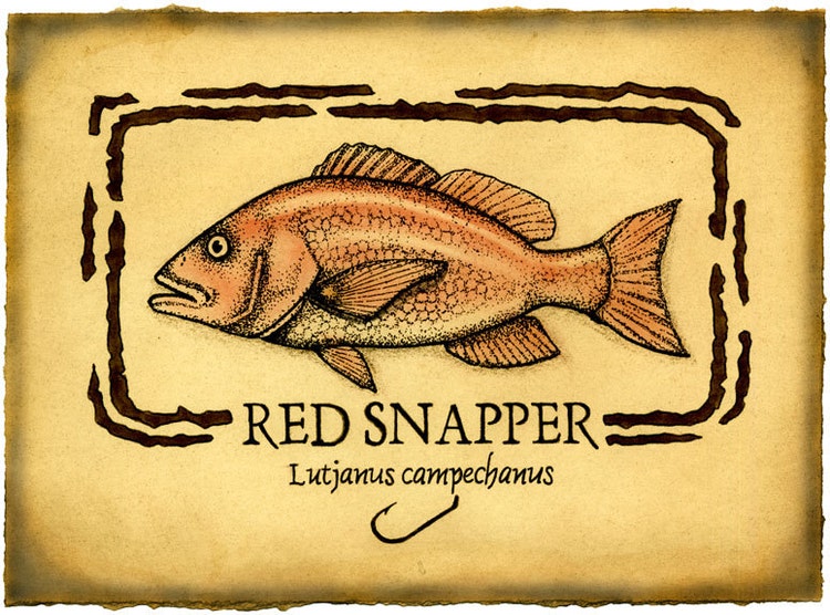 Red Snapper Art Print Fish Drawings Saltwater by GeographicsArt