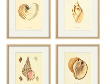 Popular items for shell wall decor on Etsy
