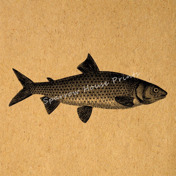 Vintage Fish Print Fishing Fish Wall Art Antique Fish Print with ...
