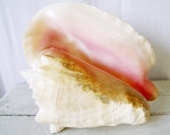 Popular items for queen conch shells on Etsy