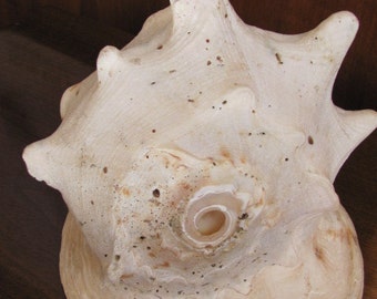 Popular items for helmet shell on Etsy