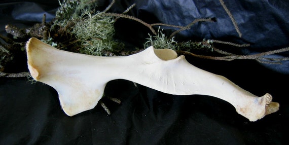 Deer Elk Hip Bone Jewelry Naturalist Collection Goth