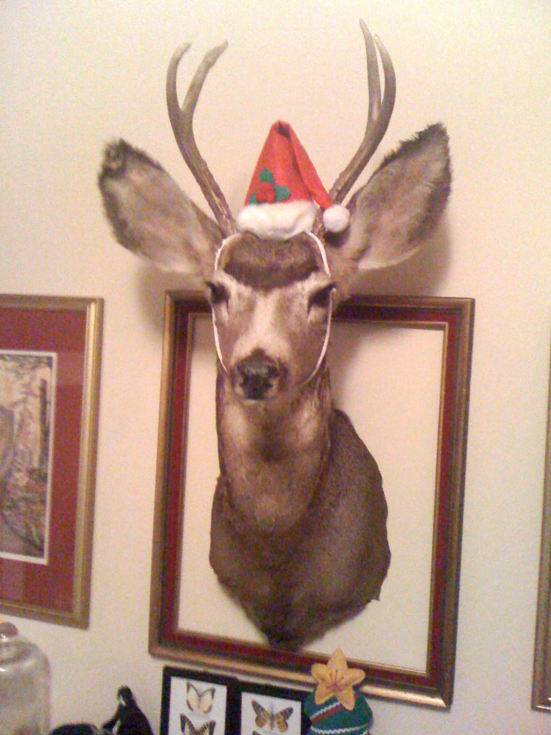 Taxidermy Real Deer Head Wall Mount Buck