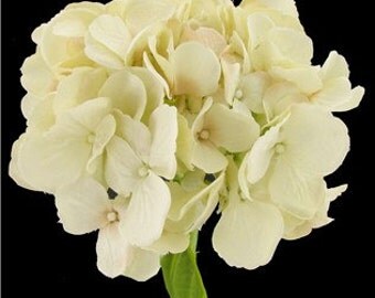 Popular items for ivory hydrangea on Etsy