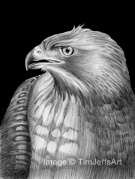 Red-tailed Hawk Ink Drawing