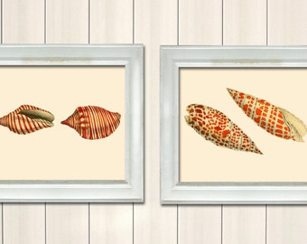 Popular items for cream shell on Etsy