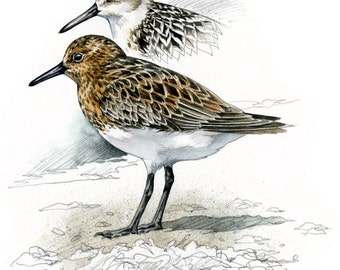 Popular items for sanderling on Etsy