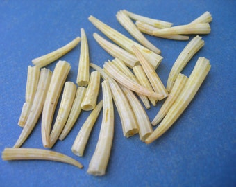 Dentalium jewelry | Etsy