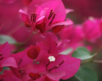 Bougainvillea photo | Etsy