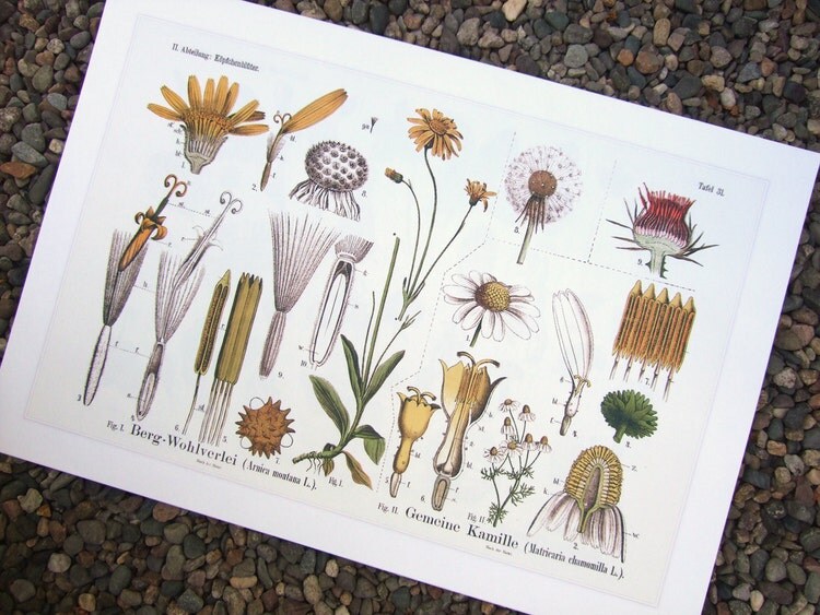 Botanical Educational Chart of Dandelion and by paperwords11