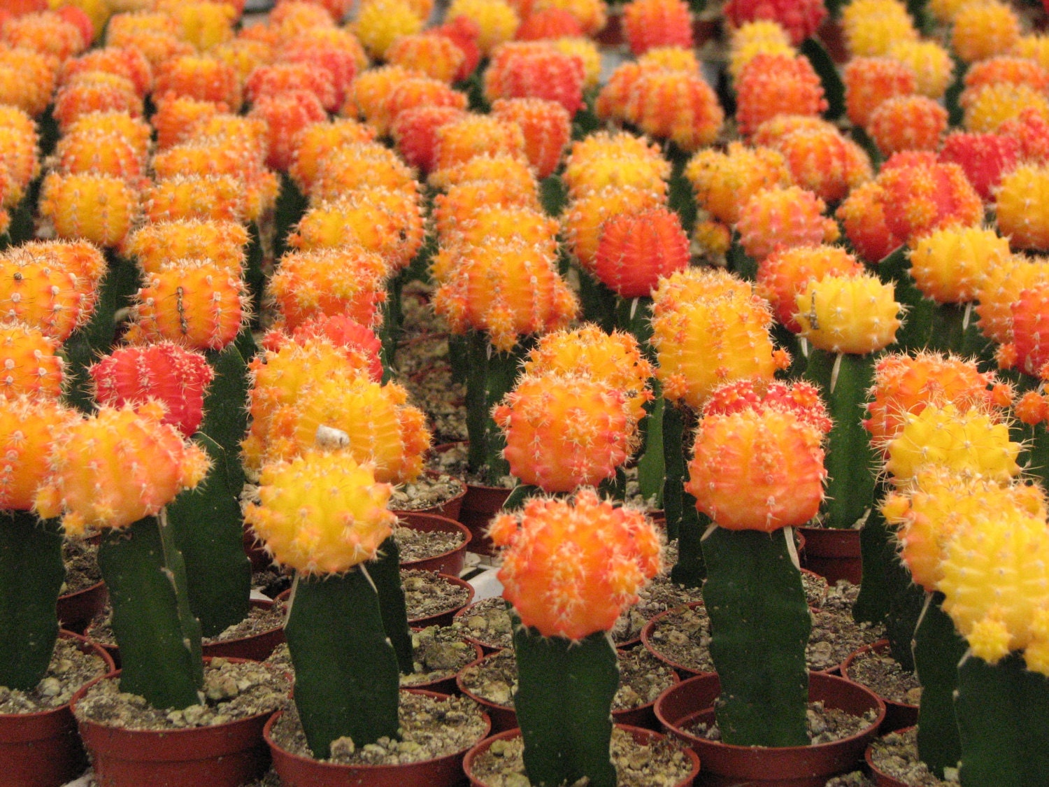Grafted yellow Cactus Plant