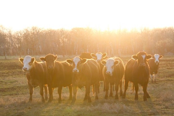 Items similar to Cattle Curiosity, Farm scene, Cattle photography, fine ...
