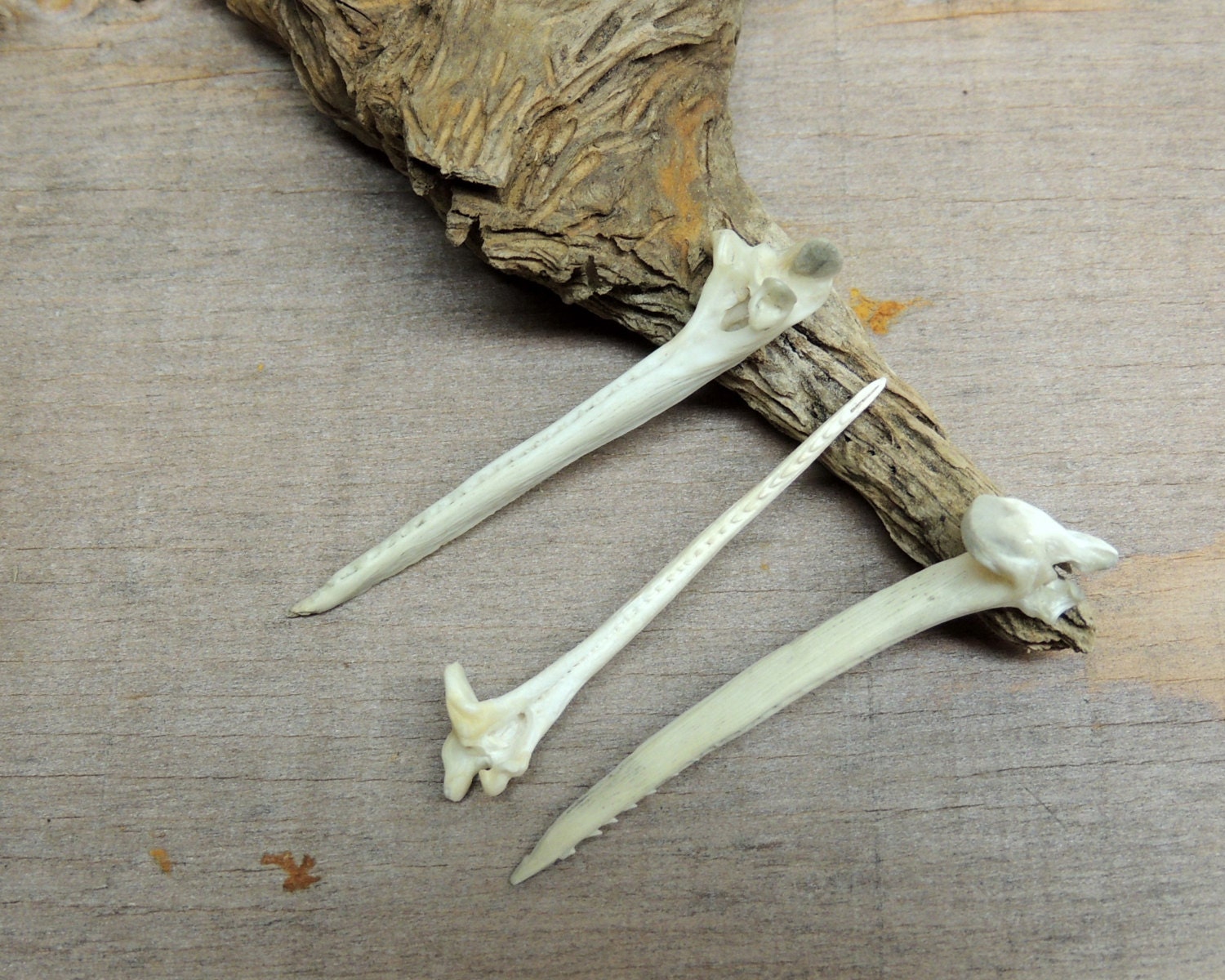 3 Catfish Pectoral Spines / Fins Altered Art by RocksandVines