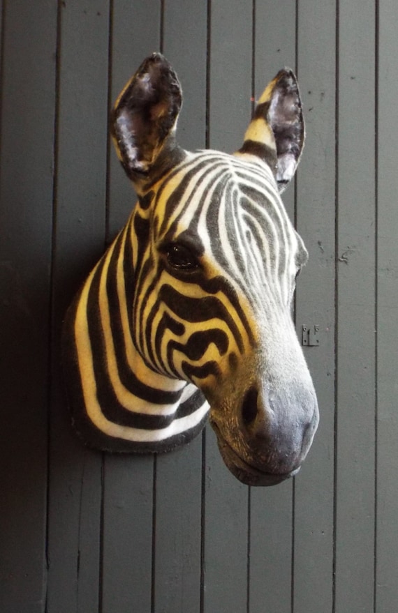 Zebra Taxidermy Head at Ava Oliver blog