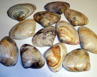 Popular items for sea shell supply on Etsy