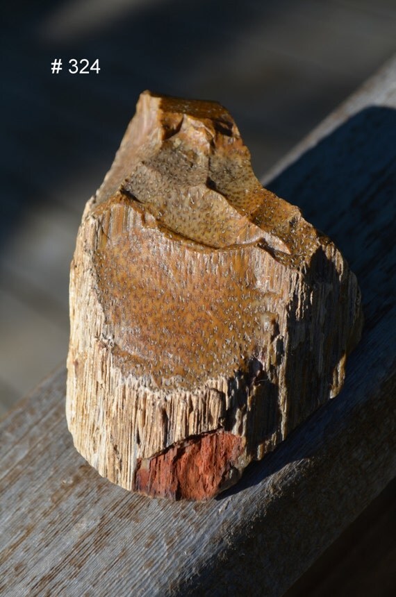 Petrified Palm Wood Gorgeous Raw Block with Bark and Wood