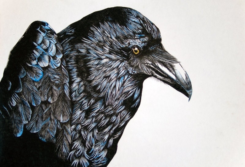 Raven. Print of an original watercolour and ink drawing.