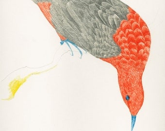 Bird pencil drawing | Etsy