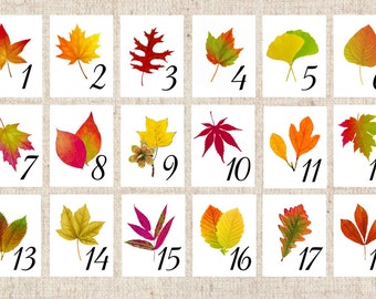 Popular items for fall table numbers on Etsy
