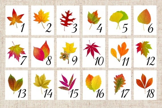Autumn Leaf Table Numbers Fall Leaf Table Tents by LeafDecor