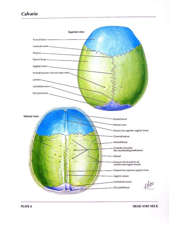Anatomy Print Human Skull Calvaria Human Anatomy 1989