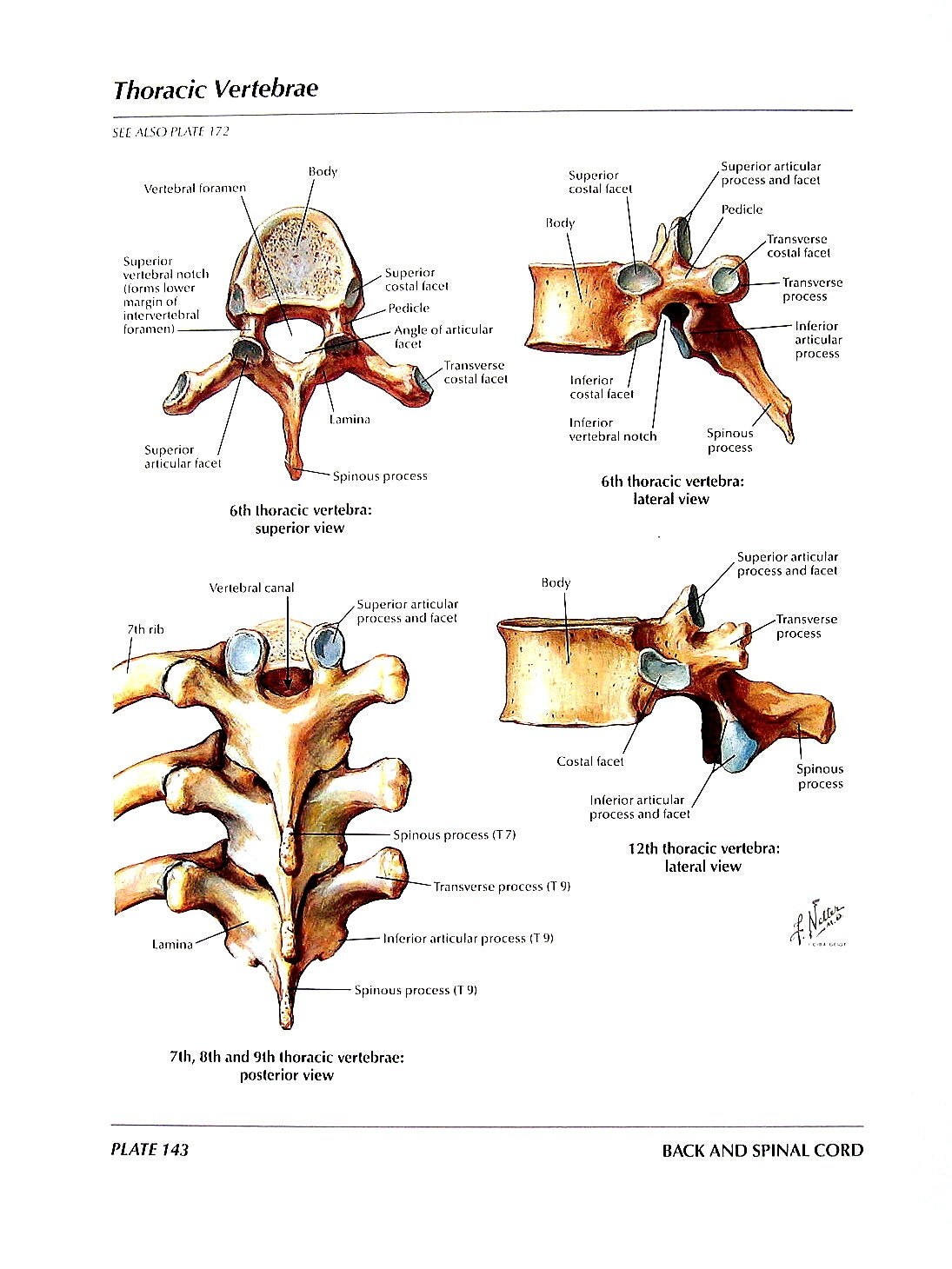 Anatomy Print Vertebral Column Thoracic Vertebrae Human