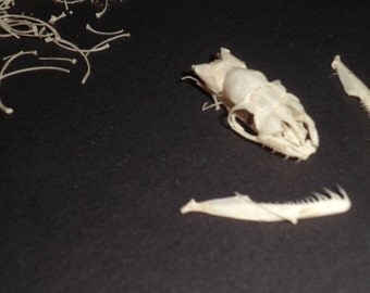 Baby Ball Python Bone Articulation Kit Taxidermy Snake