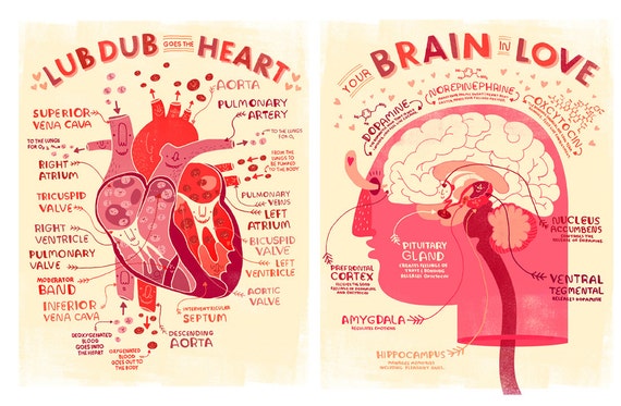 Valentine's Heart and Brain Anatomy Poster by Rachelignotofsky