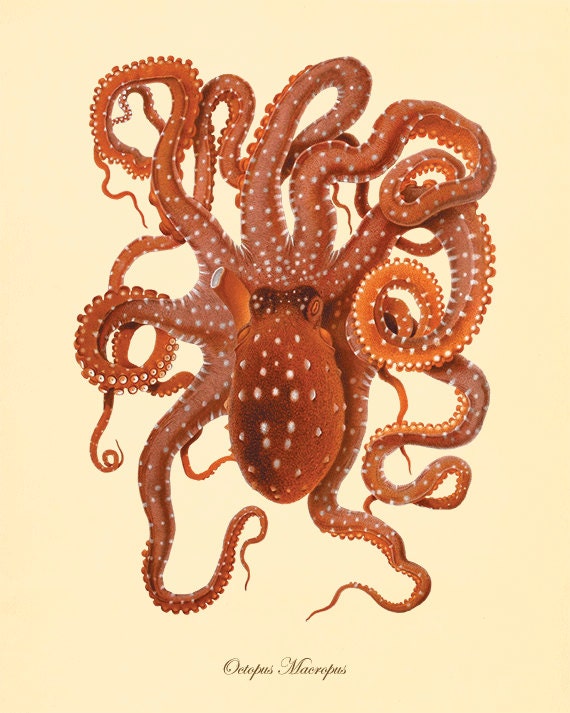 Octopus art print Vintage old prints sea art print Nautical