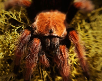 Tarantula spider,Macro photography,Fine art, Orange,Black,Green,Nature ...