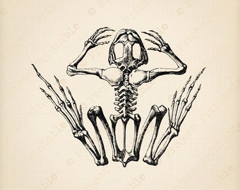 Popular items for frog skeleton on Etsy