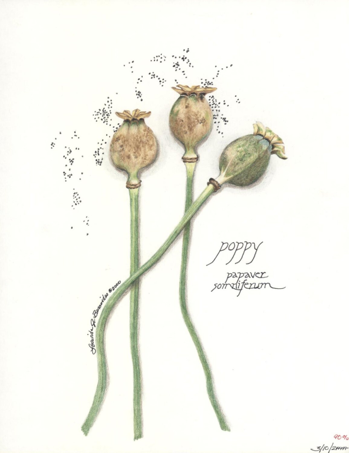 Oriental poppy pods seeds photo realistic art