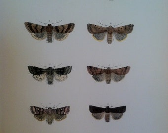 Popular items for antique moth print on Etsy