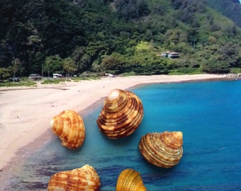 Hawaii Sea Shells Kauai Beach Baubles for Jewelry Crafting Loose Turban ...