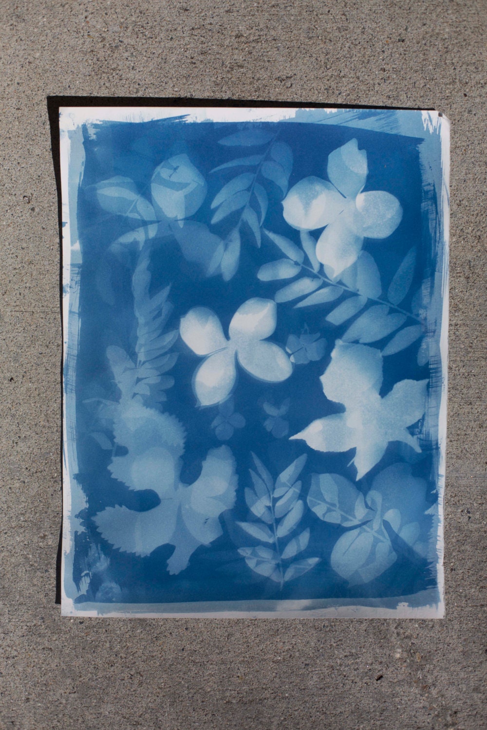 Original Cyanotype Photogram of Flowers and Leaves