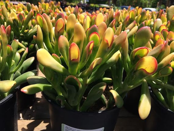 Items similar to Succulent Large Plant 'E.T.'s Fingers' on Etsy