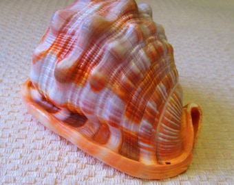 Popular items for helmet shell on Etsy