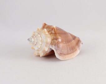 Items similar to small conch sea shell wire wrapped necklace on Etsy