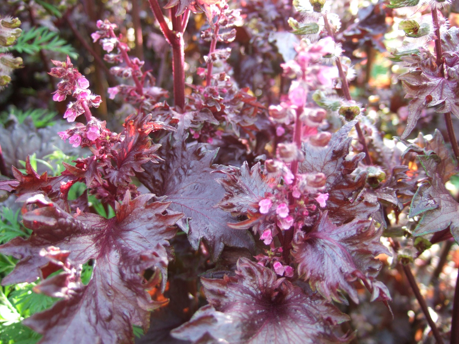 Shiso 紫蘇Perilla Seeds Perilla Frutescens Red by CaribbeanGarden