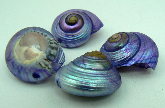 Purple Dyed Sea Shells Light Purple Natural Shell by BeadVault