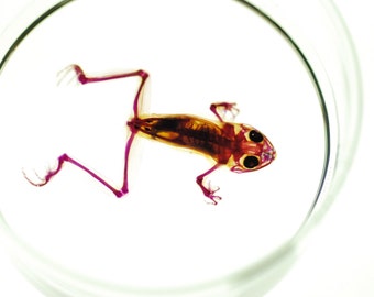 Popular items for diaphonization on Etsy