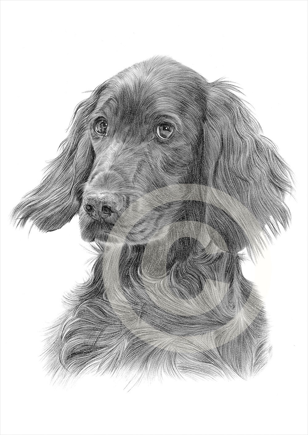 Dog Irish Setter pencil drawing print A4 size artwork