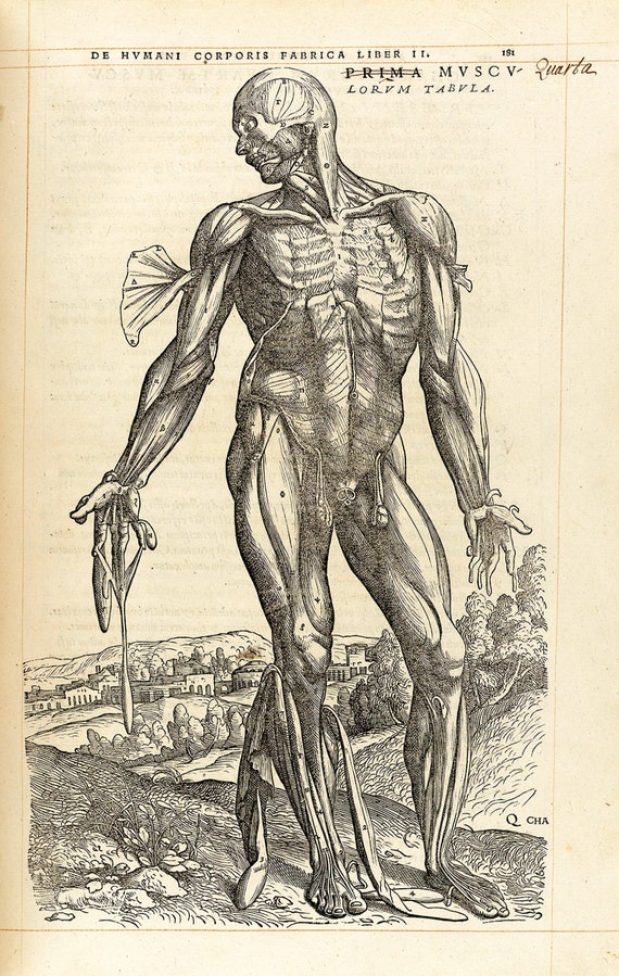 Andreas Vesalius : "Muscle Man IV" (1543) - Giclee Fine Art Print